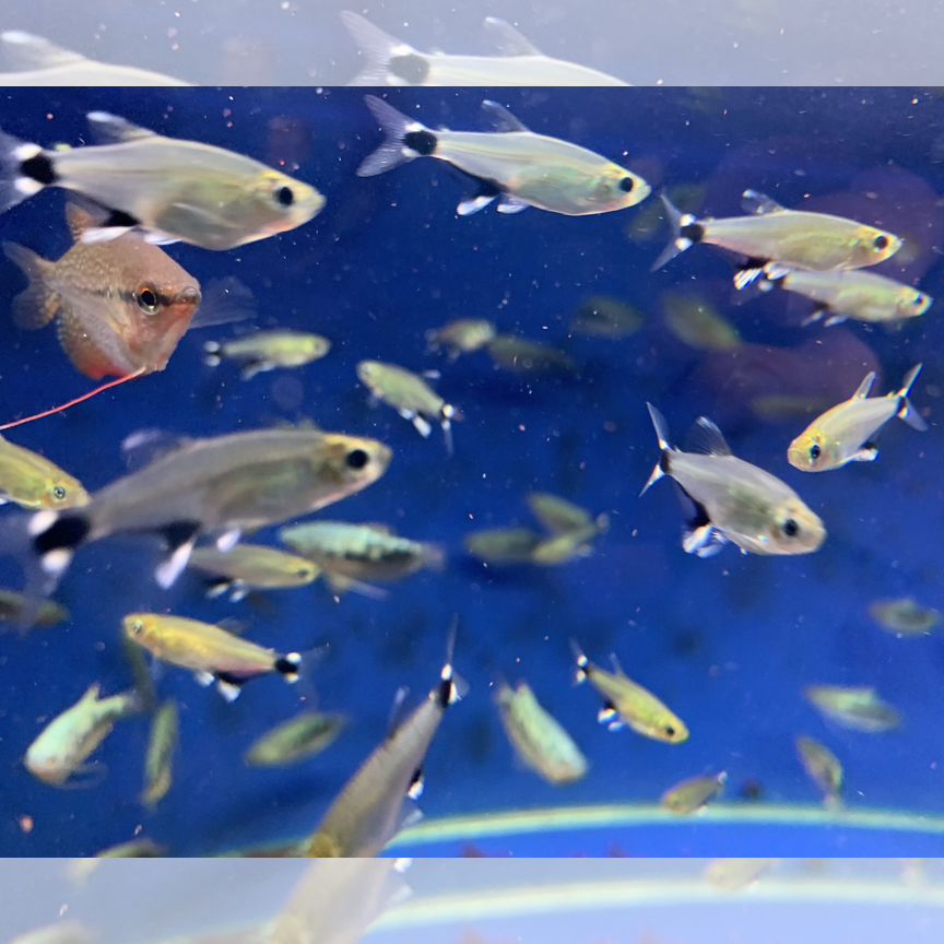 Афиохаракс Парагвайский