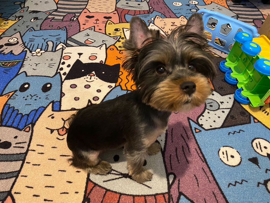 Йоркширский терьер