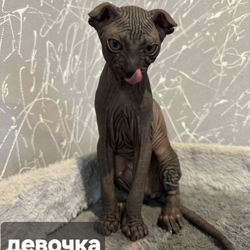 Донской сфинкс котёнок