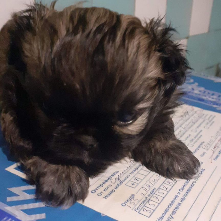 Карликовые пекинесы