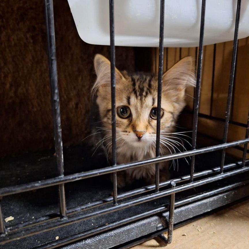 Котенок в добрые руки