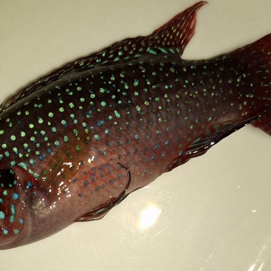 Хемихромис-красавец. Забронировано