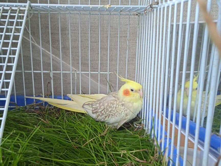 Отдам кареллу