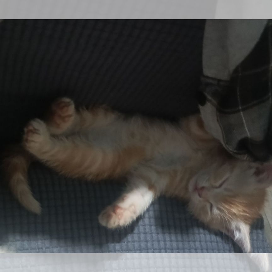 Котёнок в добрые руки