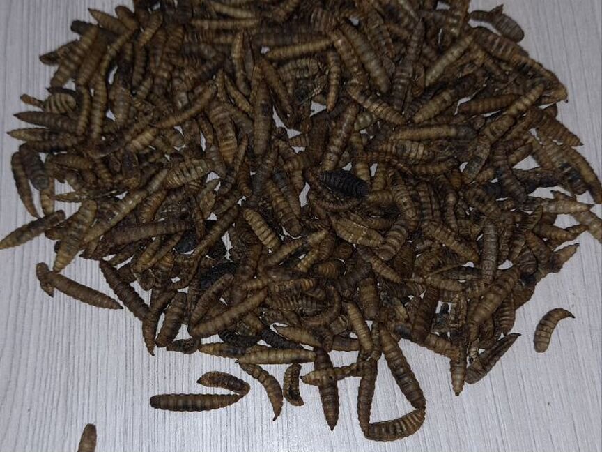 Личинка Черной Львинки