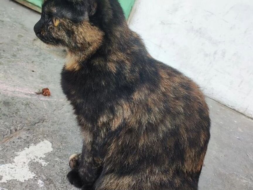 Кошечка плачет на улице. Ищем дом