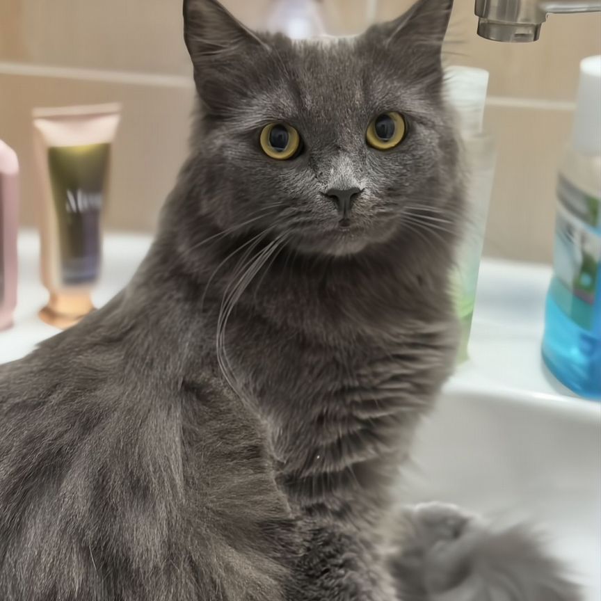 Взрослая, Девочка кошка в добрые руки