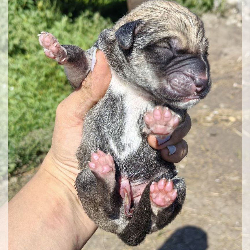 Отдам бесплатно щенки
