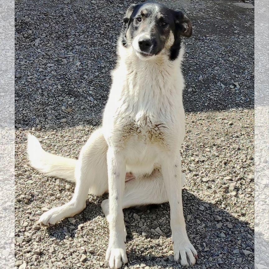 Взрослая собака в добрые руки