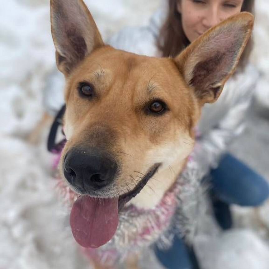 Шнапс тоскует без хозяина