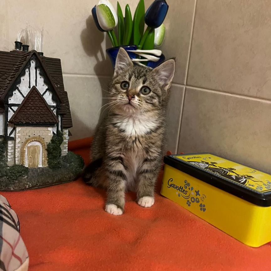 Маленькие котята в добрые руки