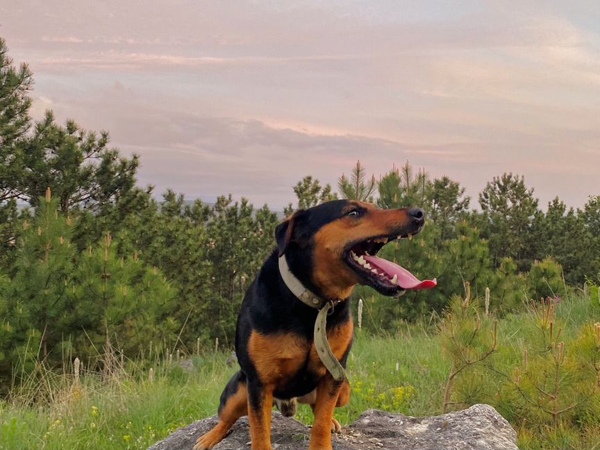 Вязка ягдтерьера