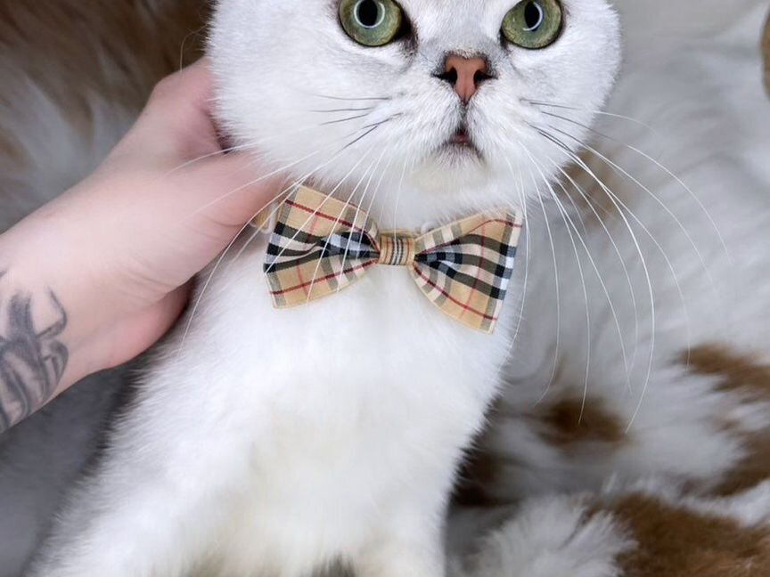 Котик с изумрудными глазками