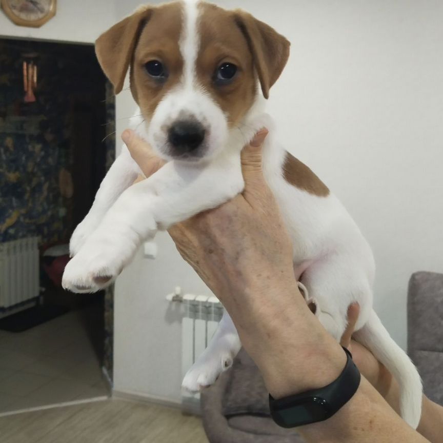 Джек-рассел-терьер, щенок