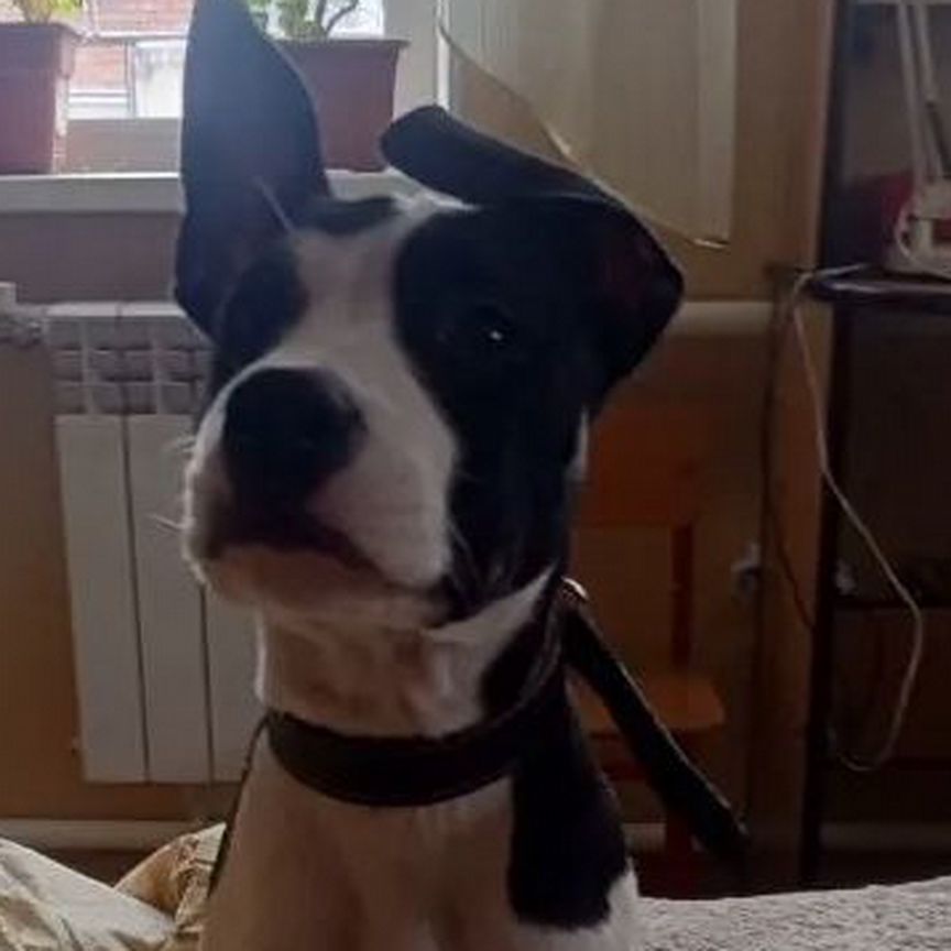 Американский стаффордширский терьер, щенок