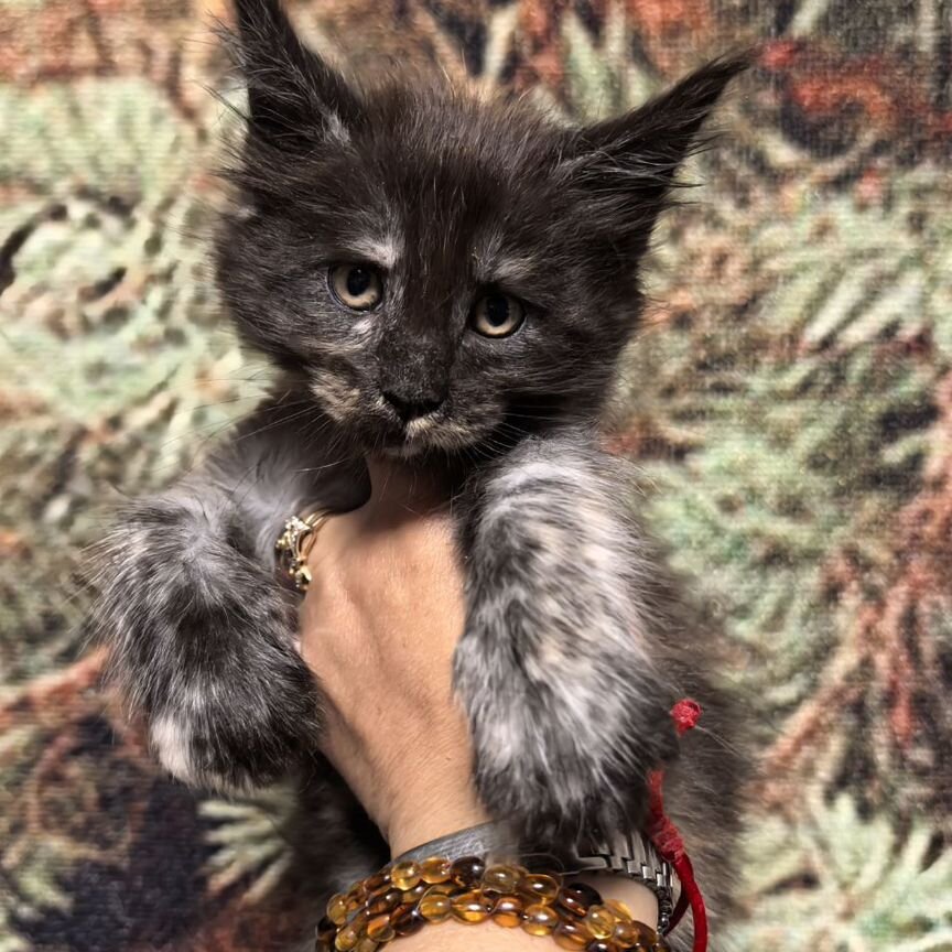 Мейн-кун котёнок