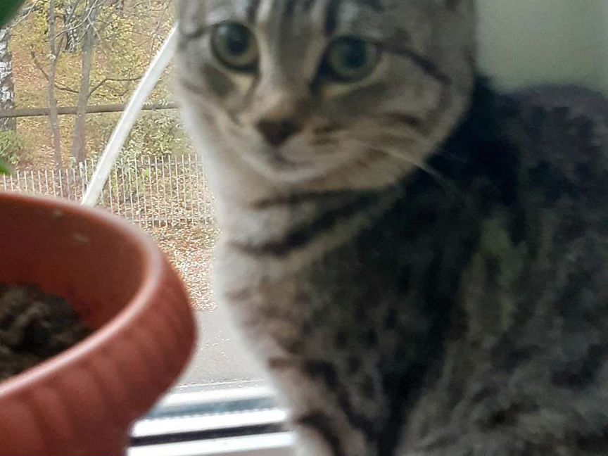 Кошка