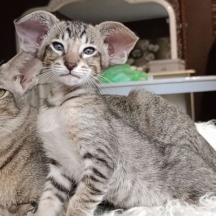 Ориентальный кот