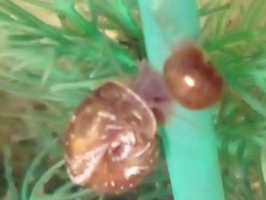 Улитки "Катушка"аквариумные