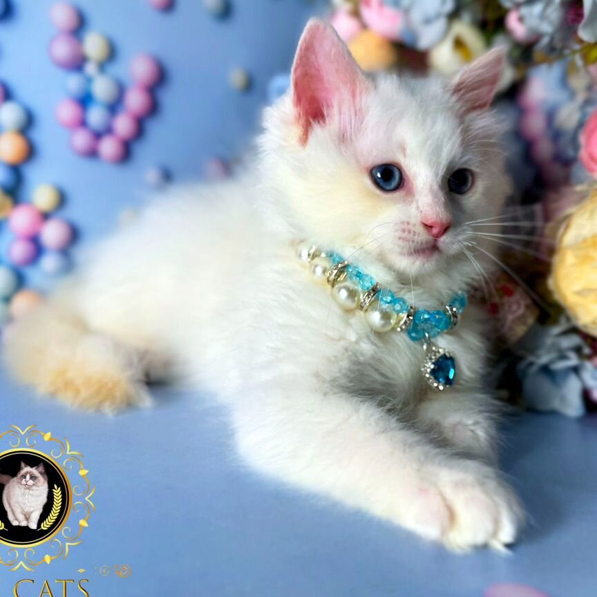 Рэгдолл котёнок