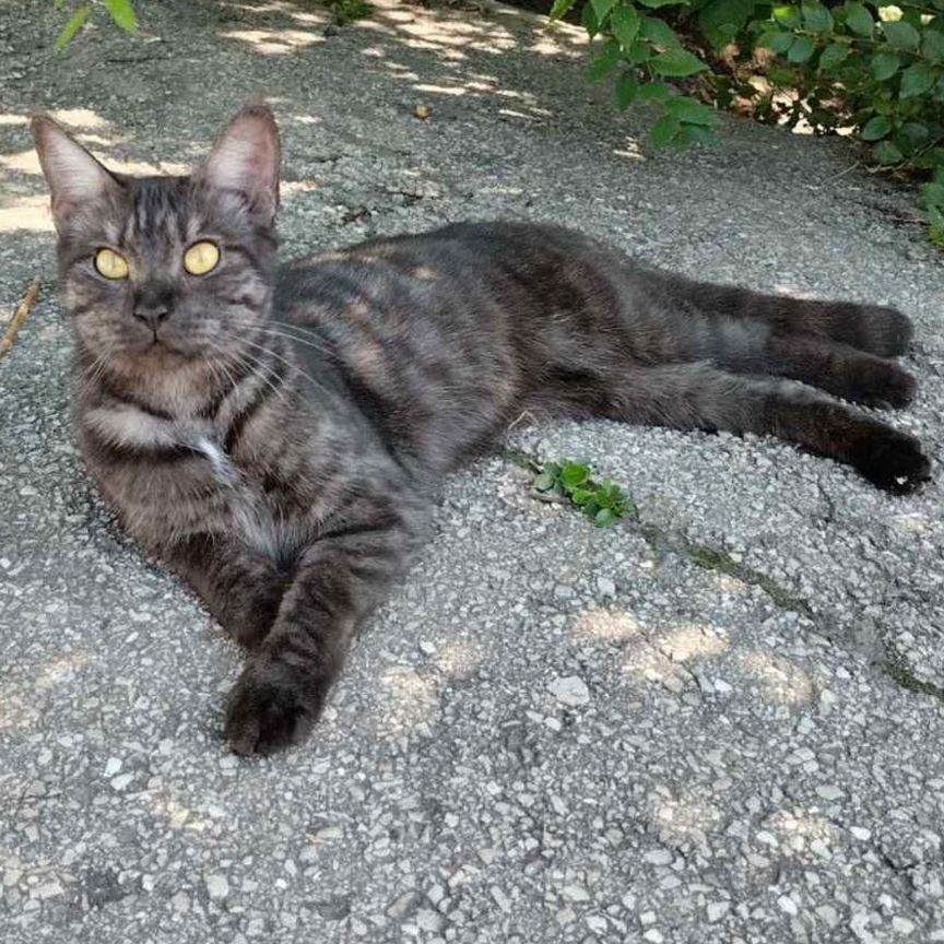 Кошка возраст 2 года ищет дом