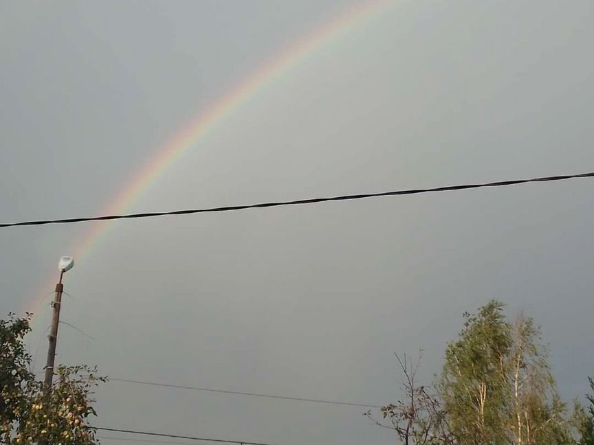 Лоток для кота