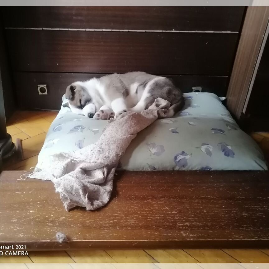 Лайка, щенок