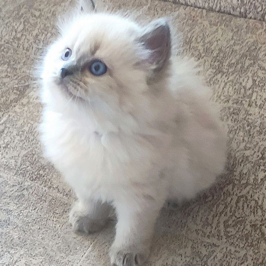 Невский маскарадный котик