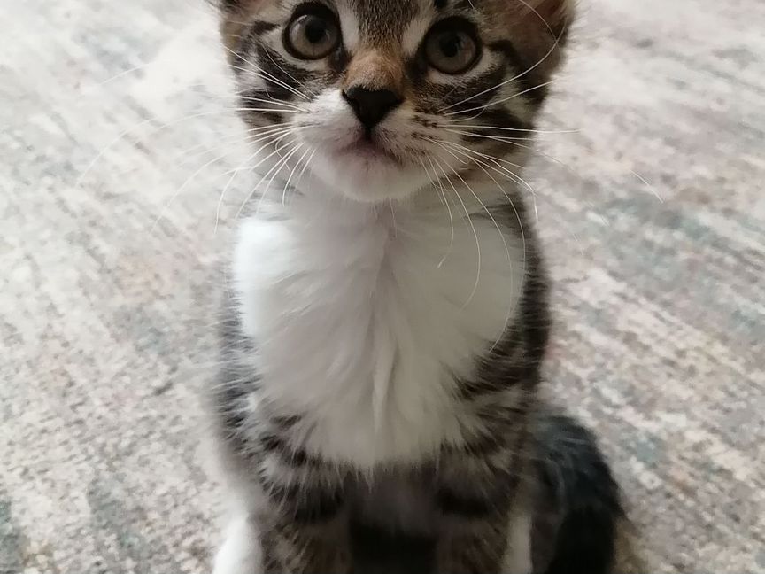 Котенок в добрые руки