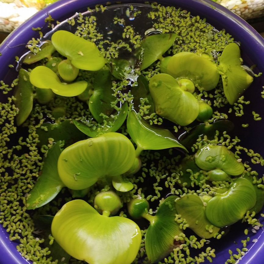 Гиацинт водный эйхорния