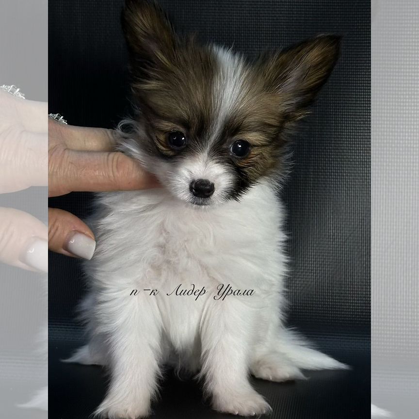 Континентальный той-спаниель папильон, щенок