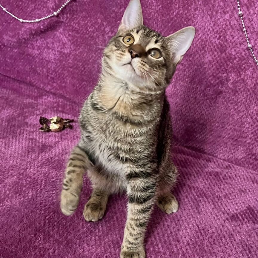 Котенок в добрые руки