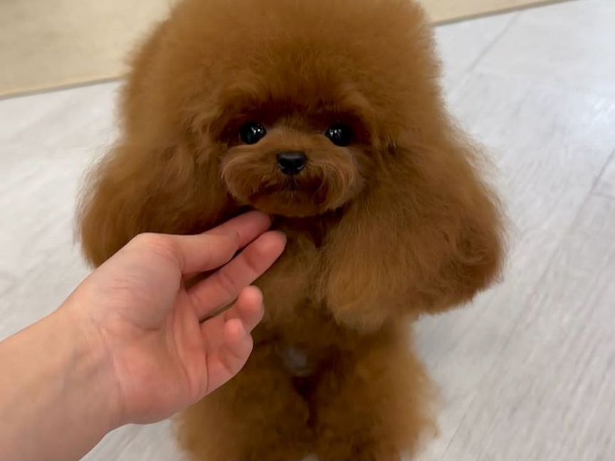 Пудель teacup из Кореи