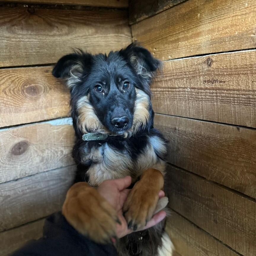 Молодая собачка Муля в добрые руки