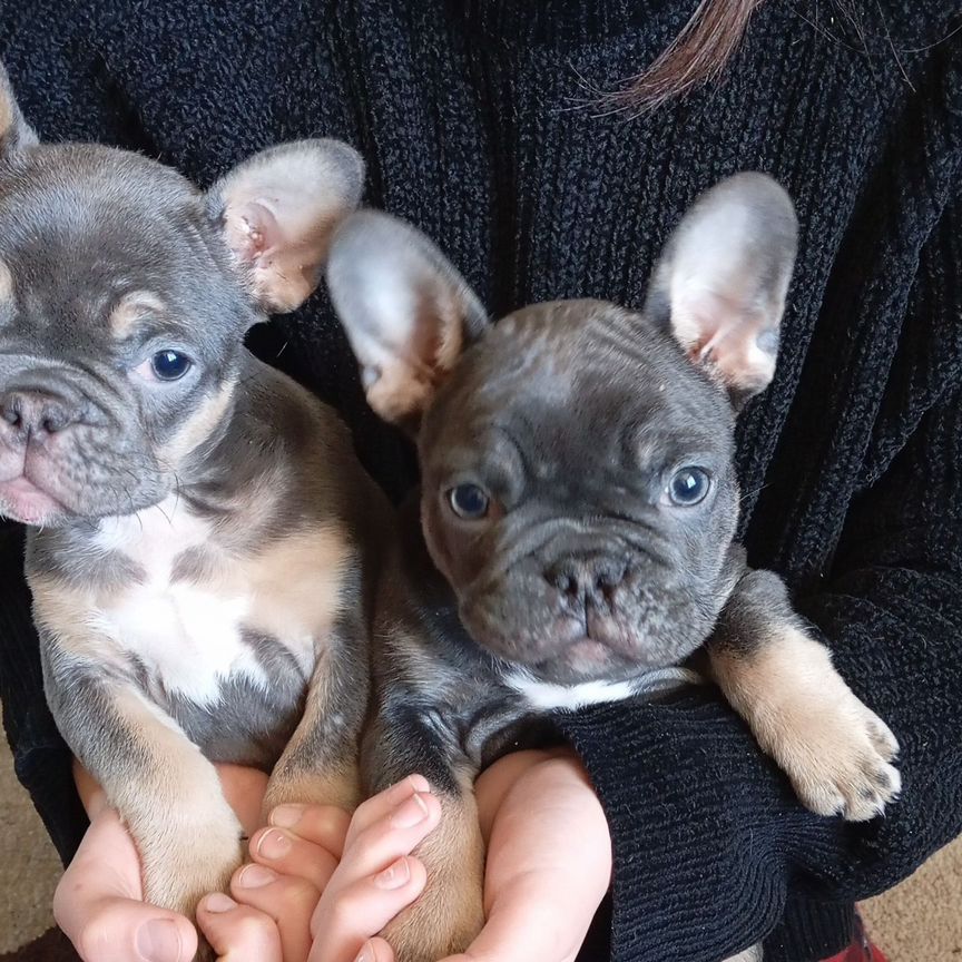 Французский бульдог, щенок