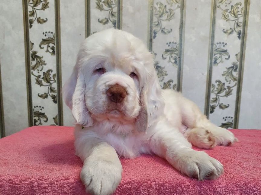 Кламбер спаниель