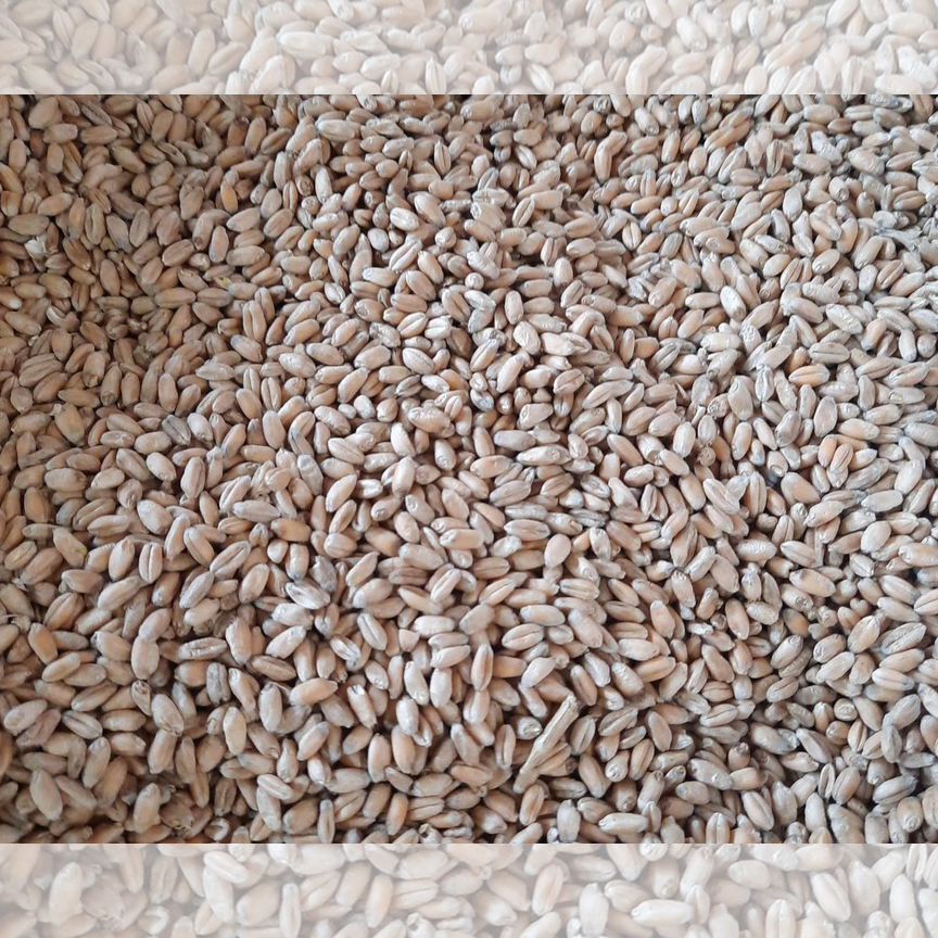 Кукуруза Пшеница Ячмень Отруби фасованый