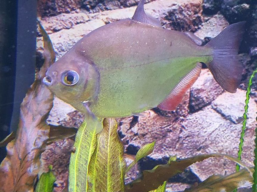 Аквариумные рыбки Метинис серебристый