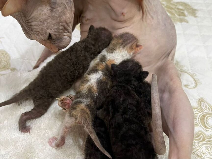 Котята сфинкс браш