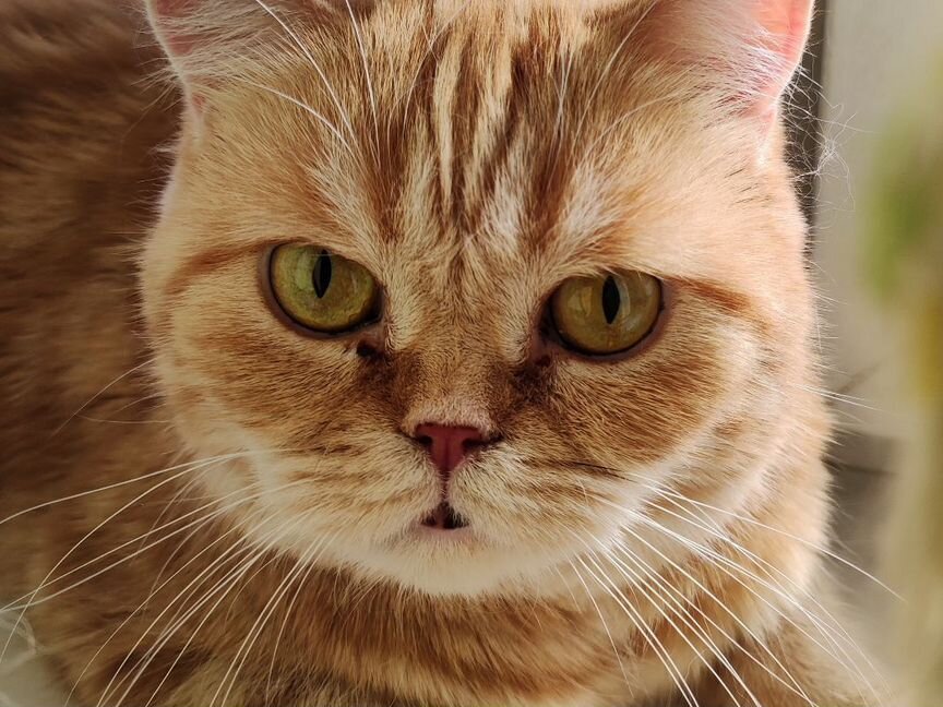 Шотландская кошка в добрые руки