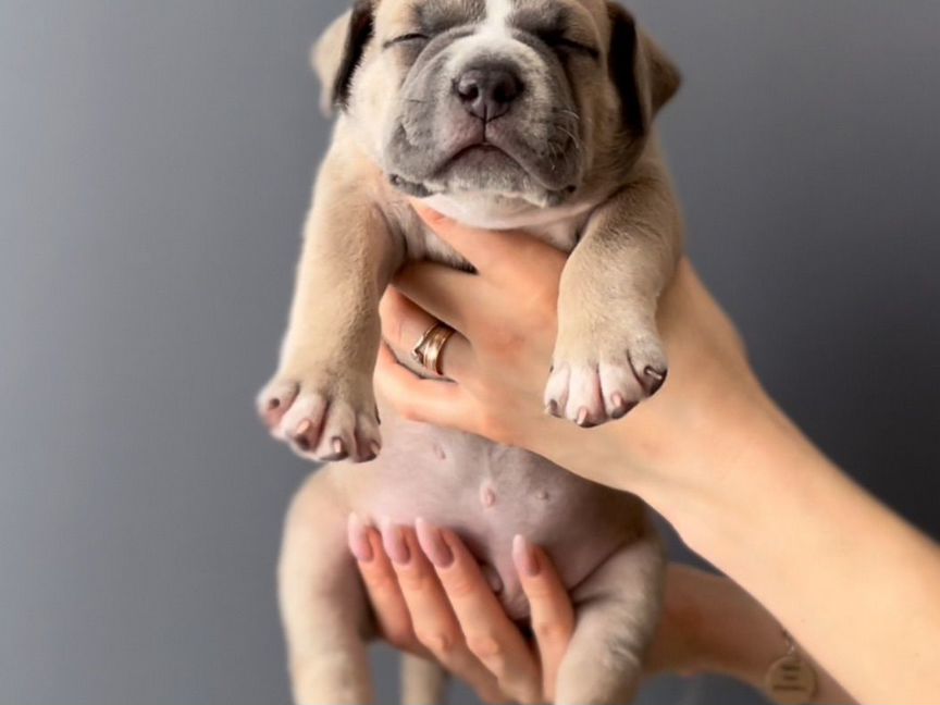 Американский булли