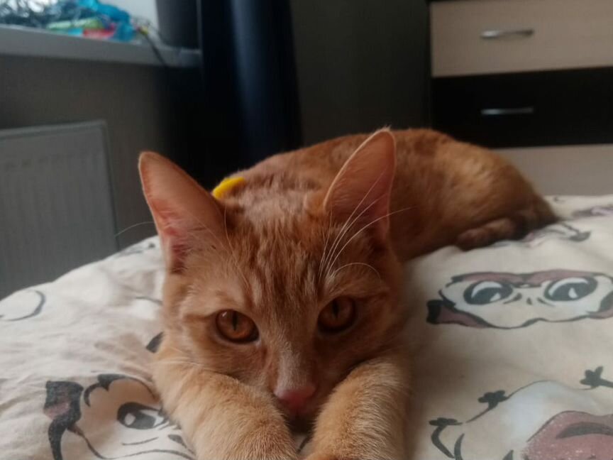 Кот 10 месяцев