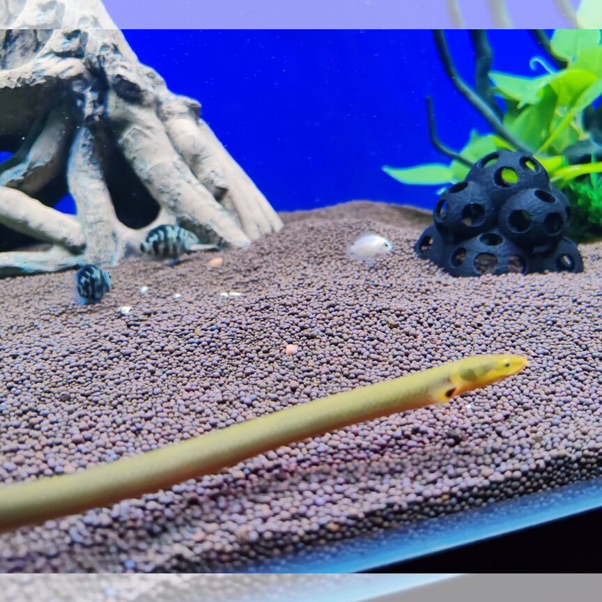 Каламоихт калабарский