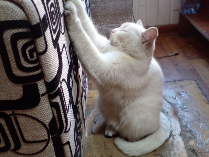 Белая кошка в добрые руки