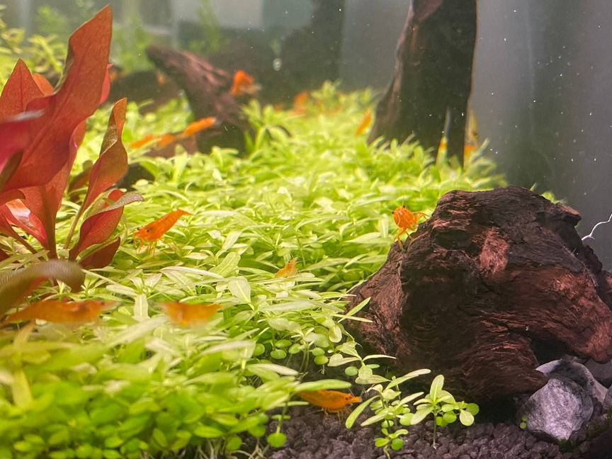 Креветка Неокардина Оранжевый огонь (Neocaridina)
