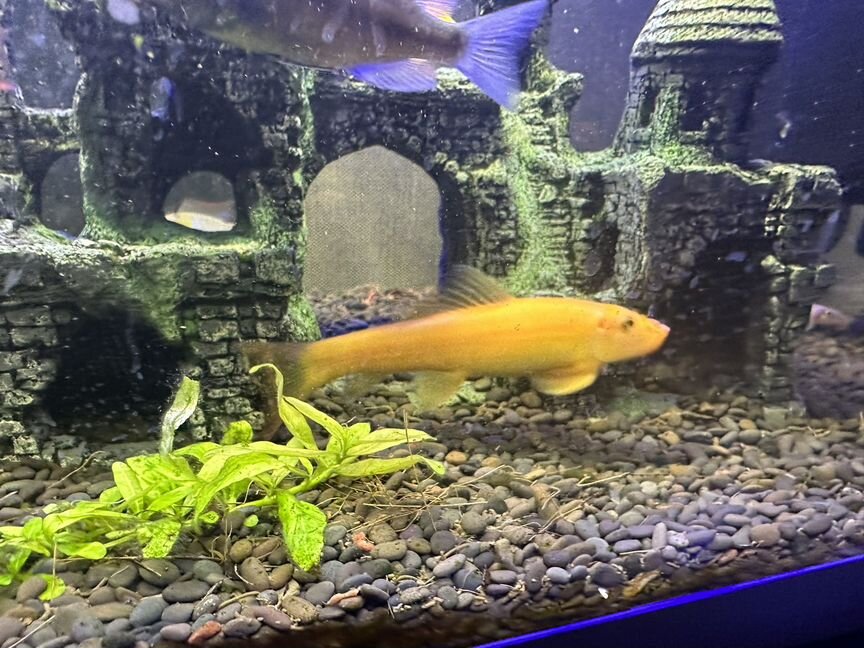 Рыбка в дар, Геринохейлус золотой