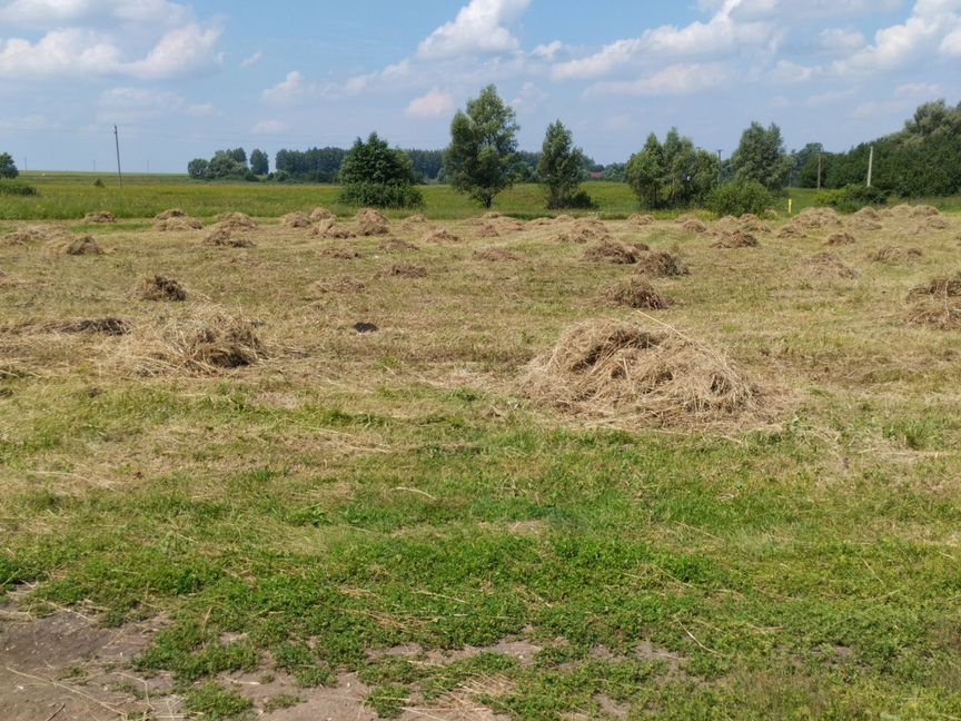 Сено луговое - ручная сборка