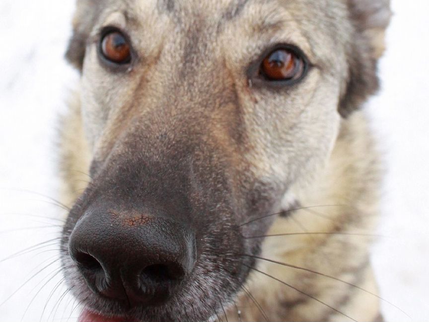 Чудесная Бусинка ищет дом