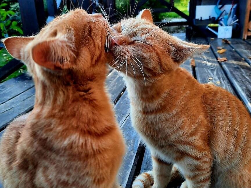 Ручные котята остались на дачах