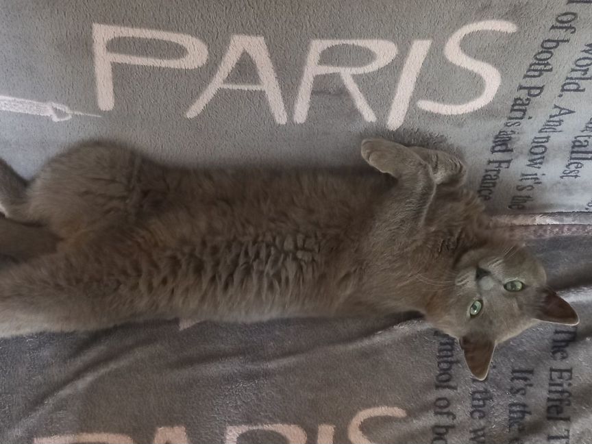 Британский кот на вязку